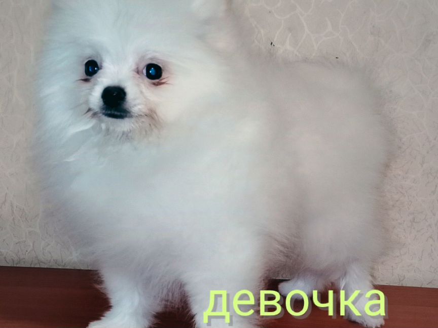 Померанский шпиц. Белые и крем