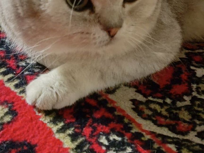Шотландский кот вязка
