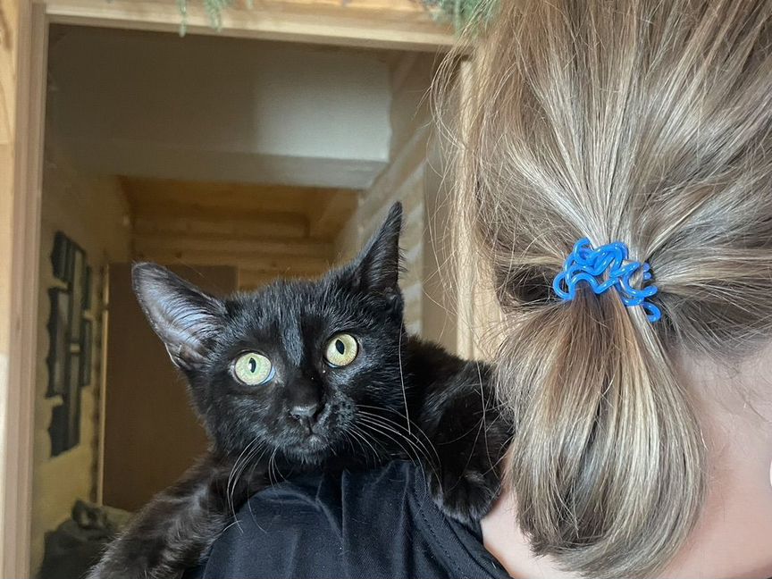 Кошка черная 4 мес