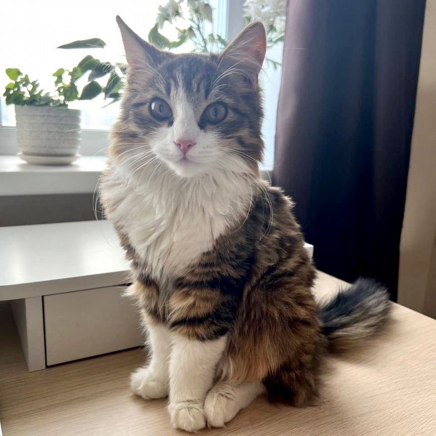 Котенок Барбоскин