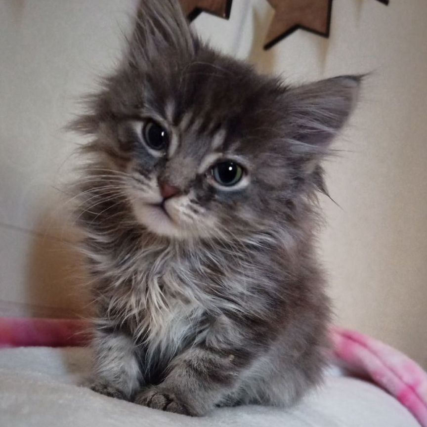 Шотландский прямоухий длинношёрстный котёнок