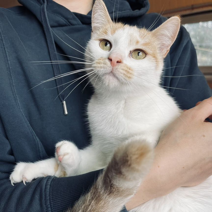 Игривая кошечка