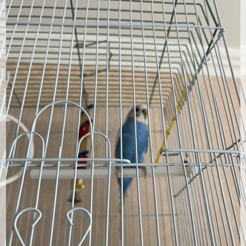 Волнистый попугай