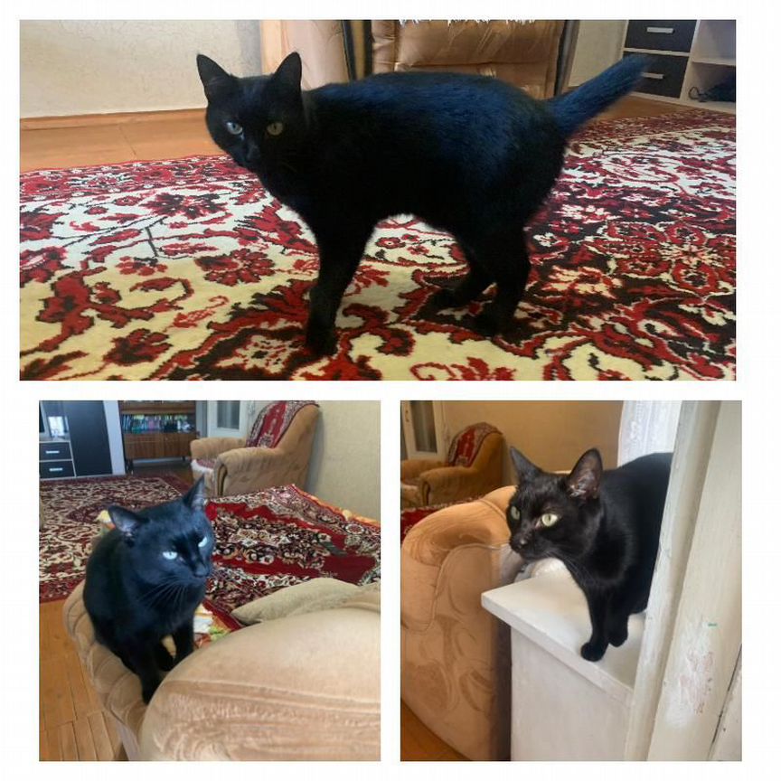 Молодой кот космос