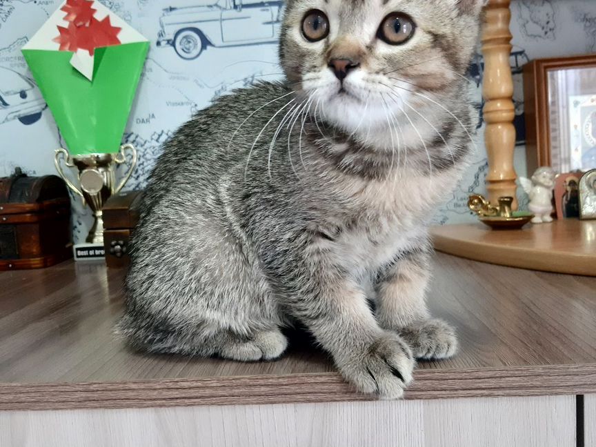 Манчкин лонг