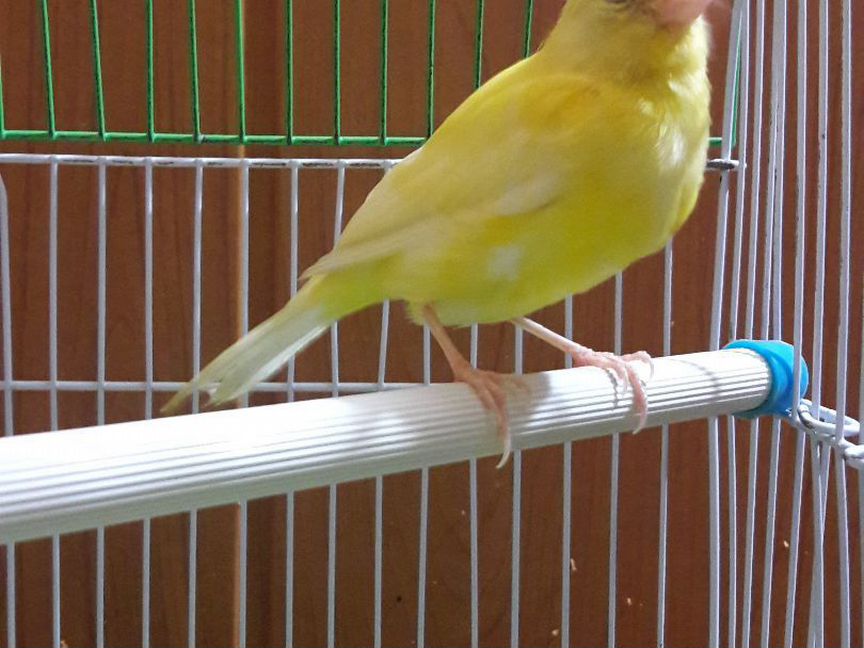 Кенара и канарейки