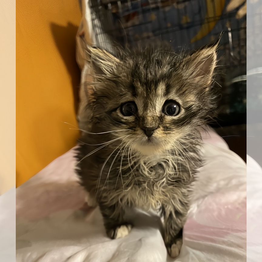 Котёнок в добрые руки