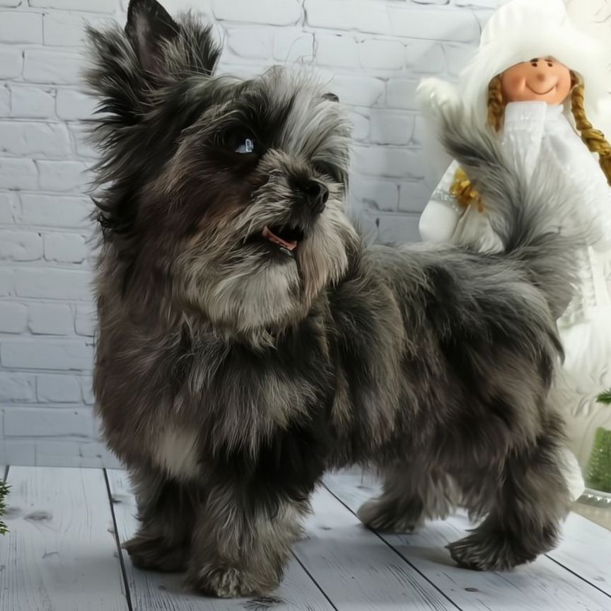 Йоркширский терьер, щенок