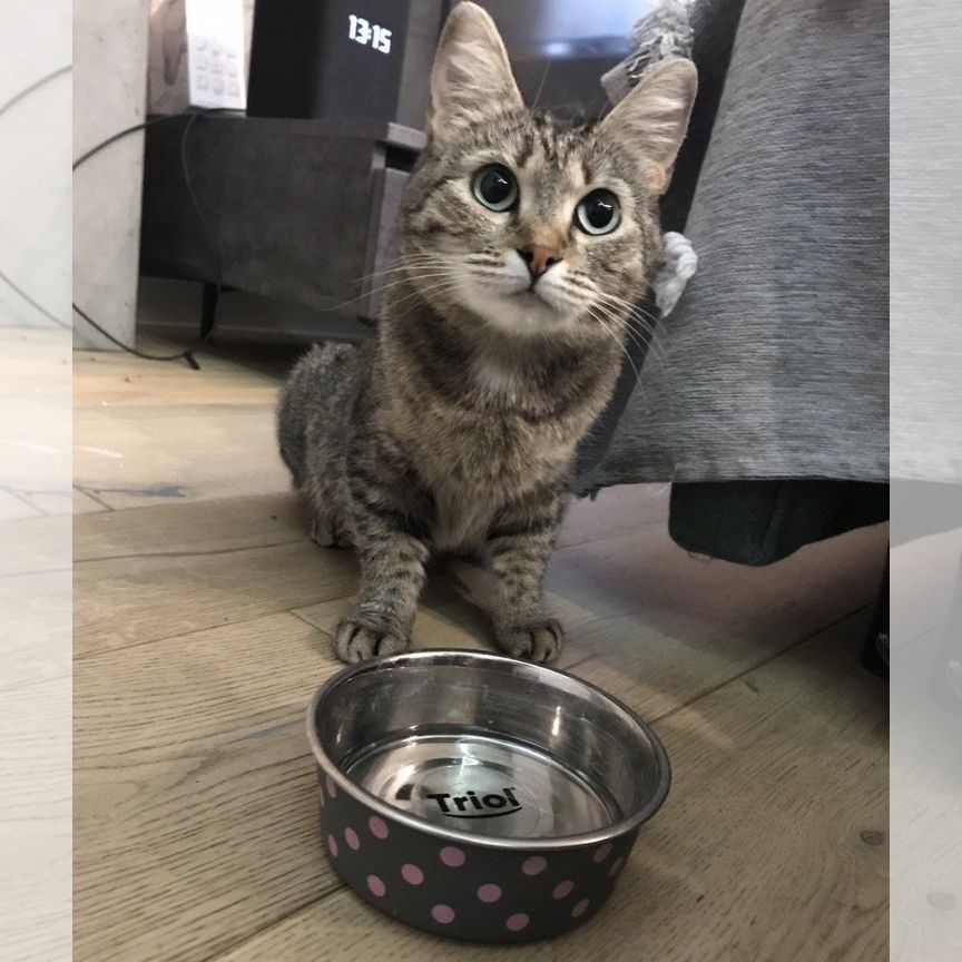 Взрослая, кошка в добрые руки