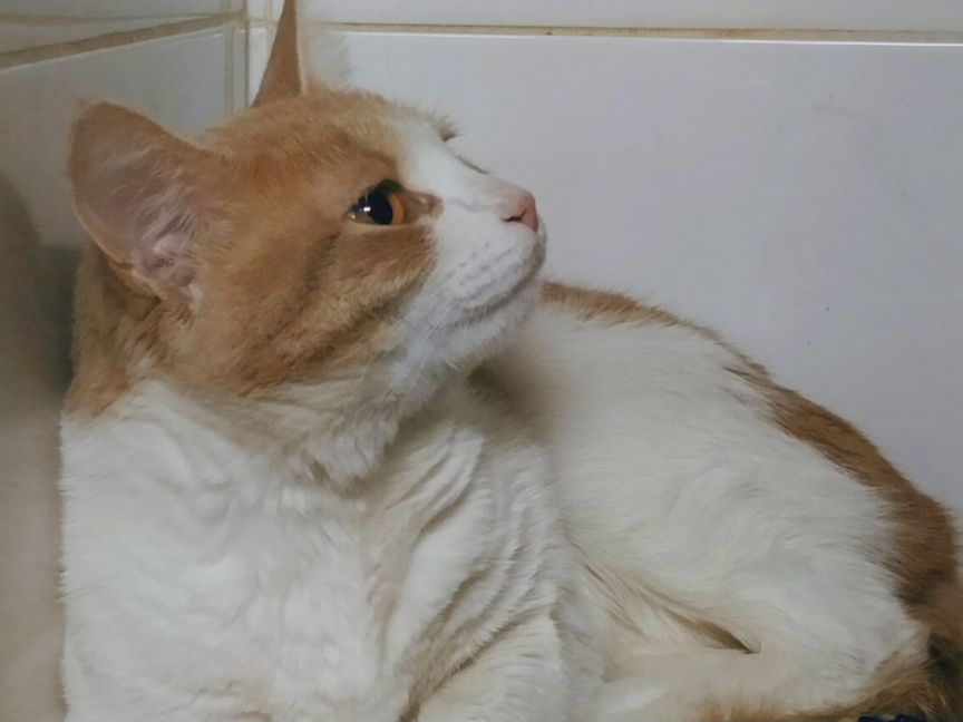 Кот в дар