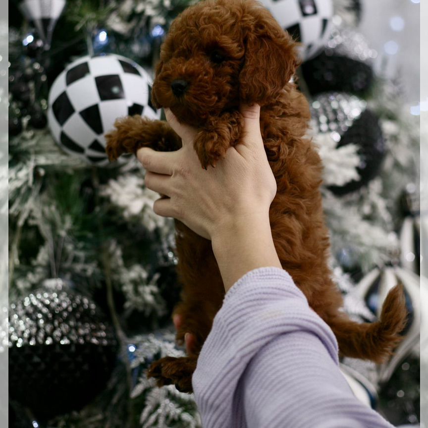 Той-пудель, щенок