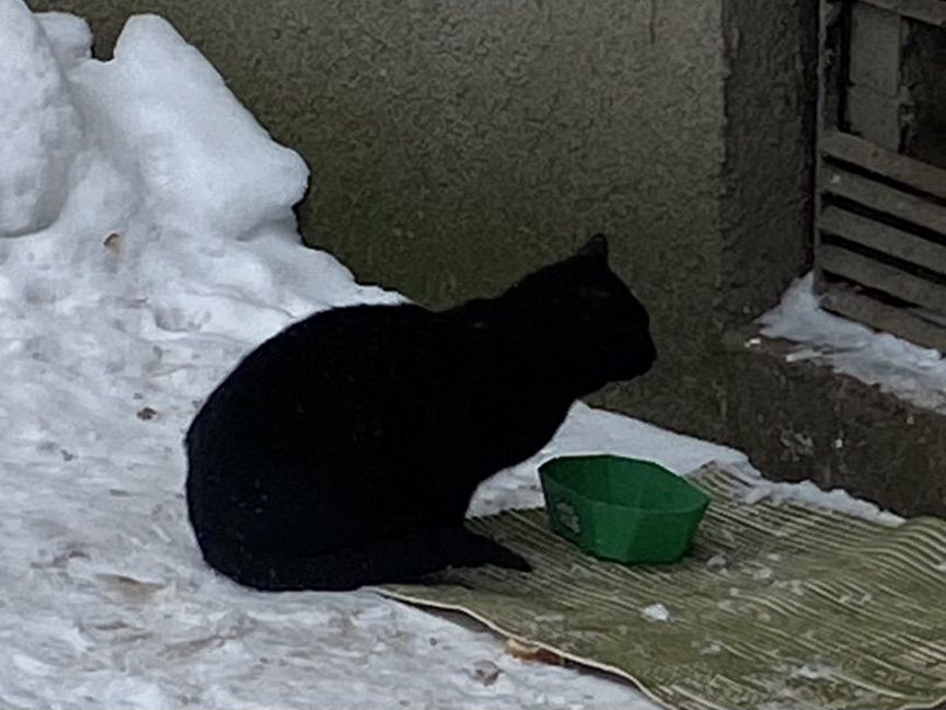Котенок Черныш (мальчик 6 месяцев )