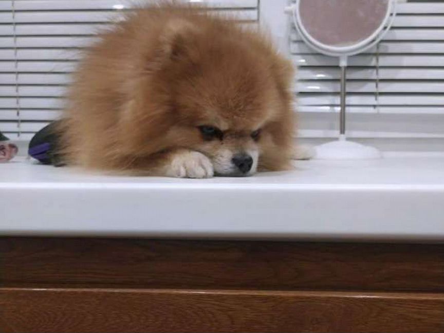 Шпиц, вязка