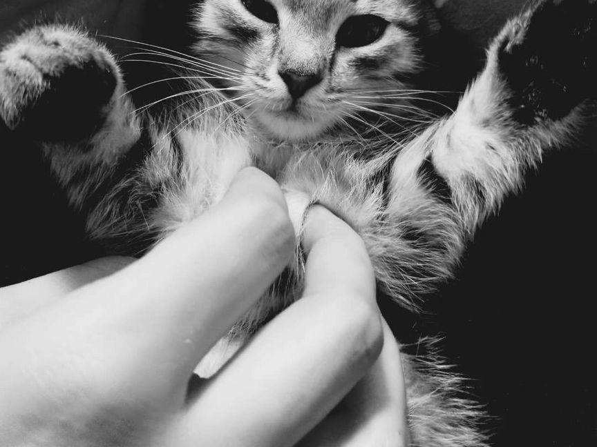 Шотланская вислоухая кошка