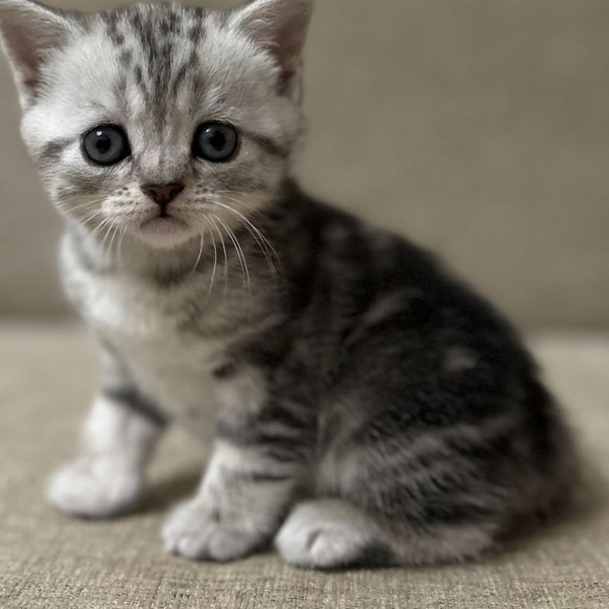 Шотландские прямоухие котята