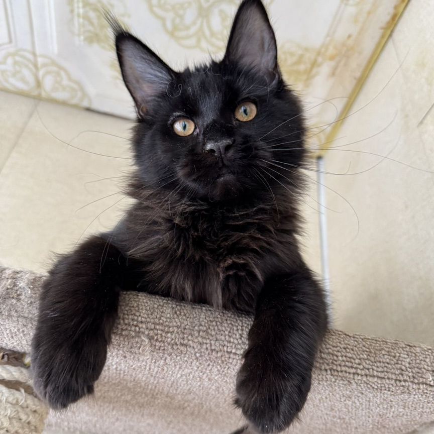 Мейн-кун котёнок