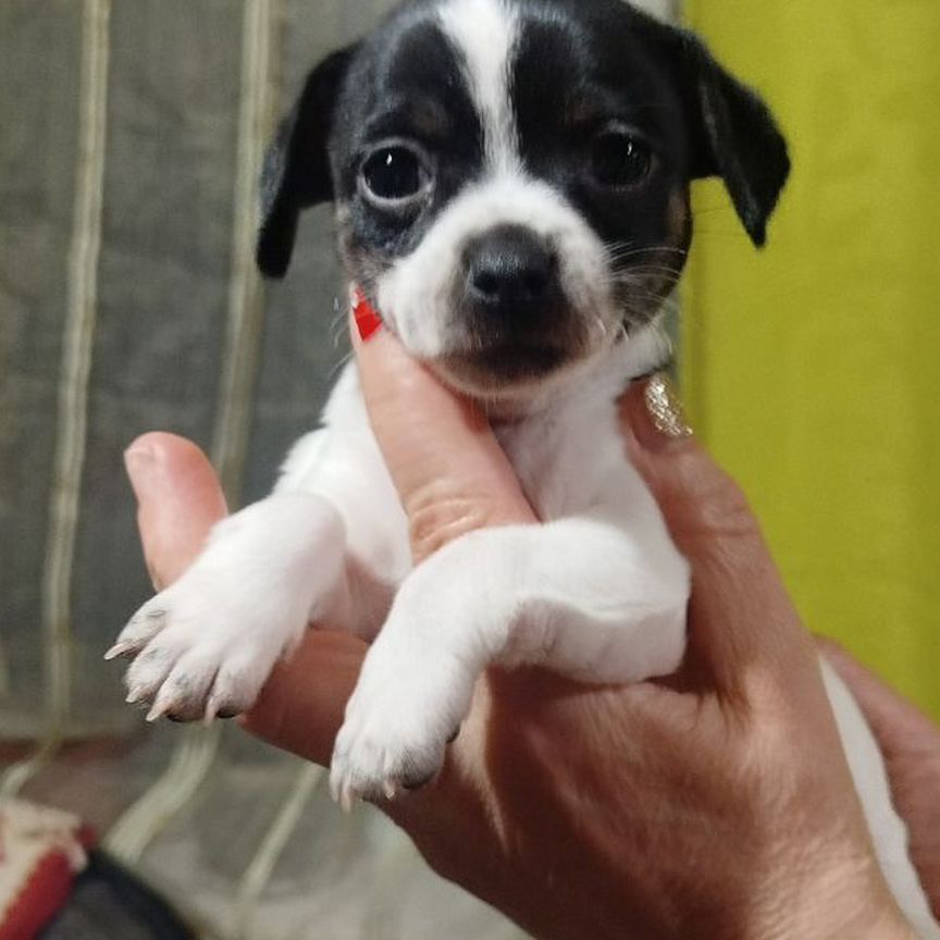 Чихуахуа, щенок