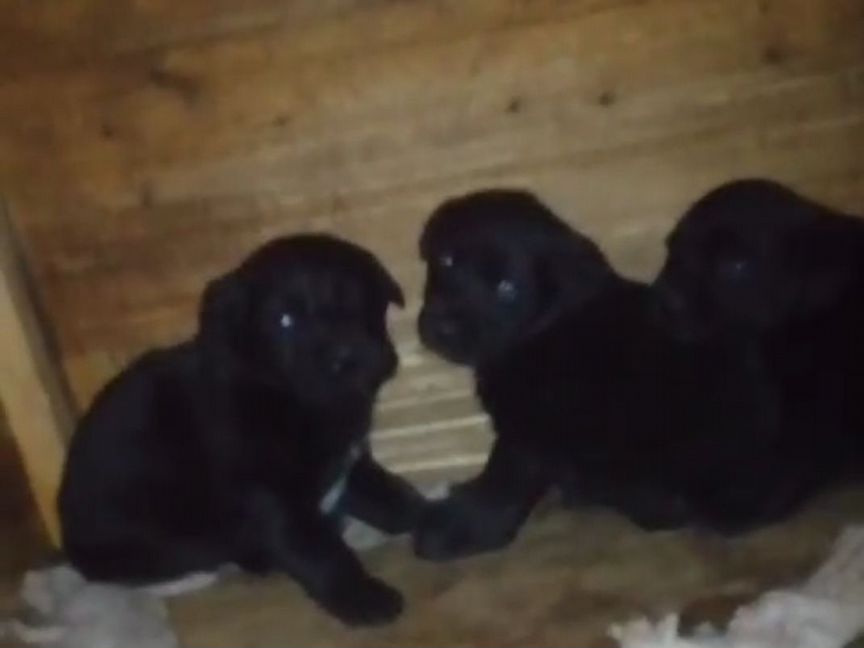 Щенки дратхаара