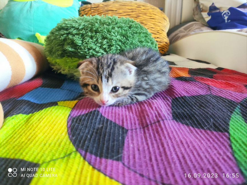 Вислоухий котенок