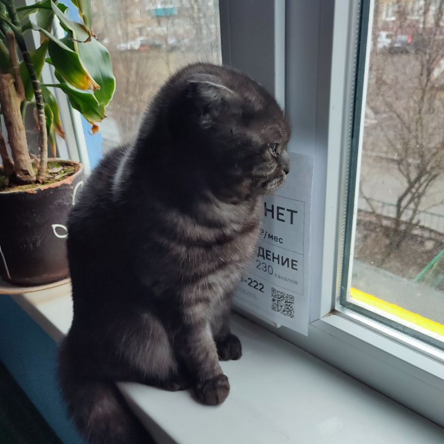 SOS Подбросили кошечку в подъезд