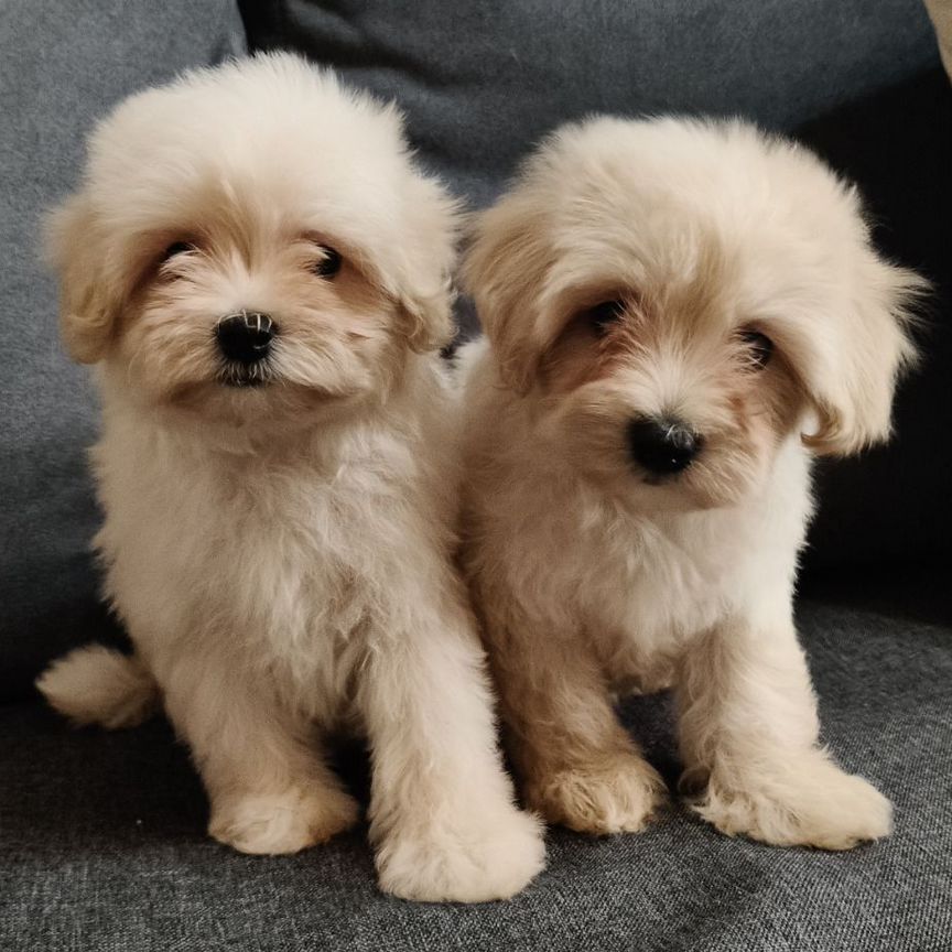 Мальтипу, щенок