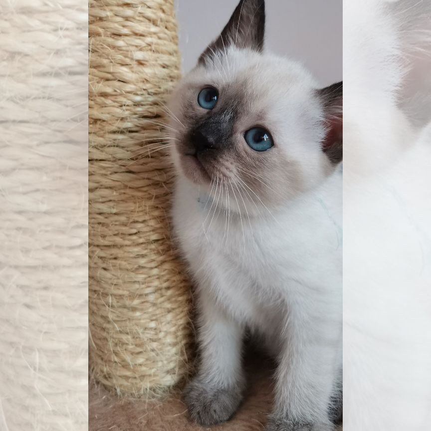 Меконгский бобтейл котёнок