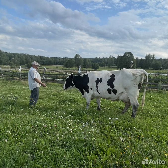 Корова высокоудойная