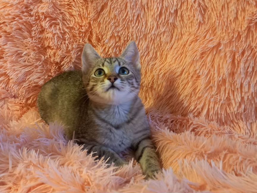 Красавица в тигровой шубке