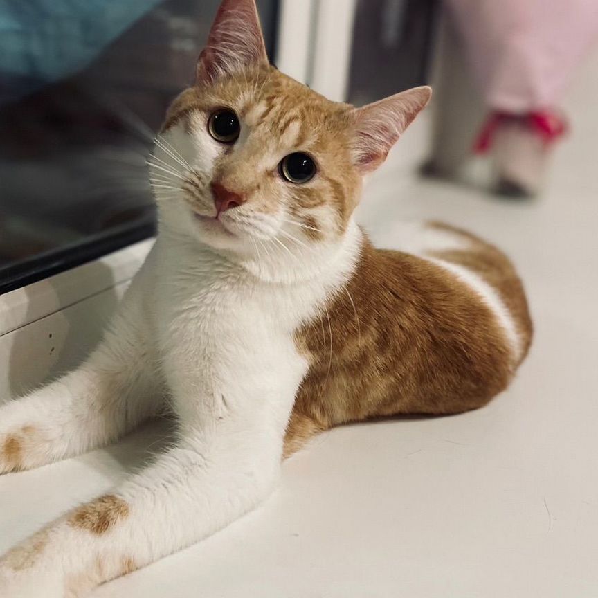 Котёнок в добрые руки