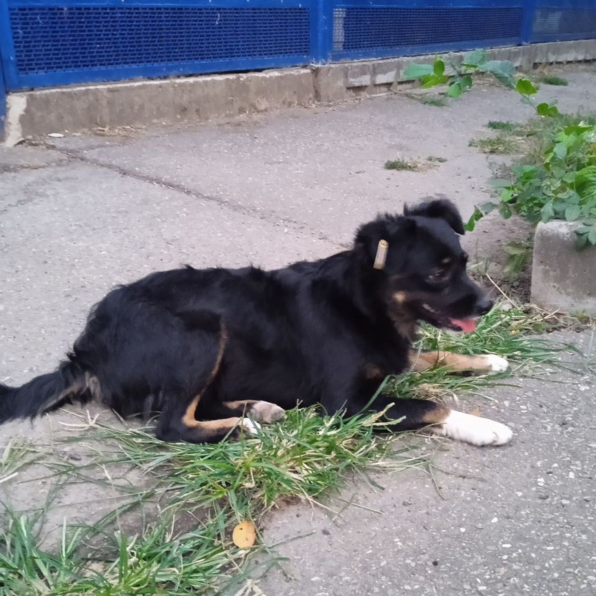 Маленькая собачка "Дафни" может погибнуть на улице