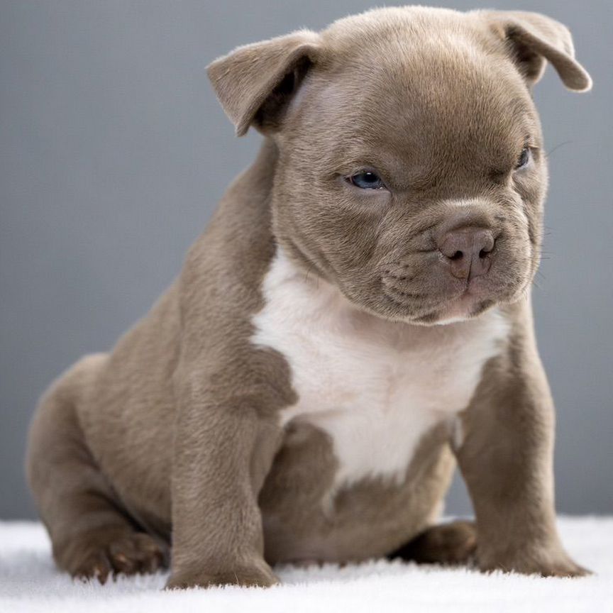 Американский булли, щенок