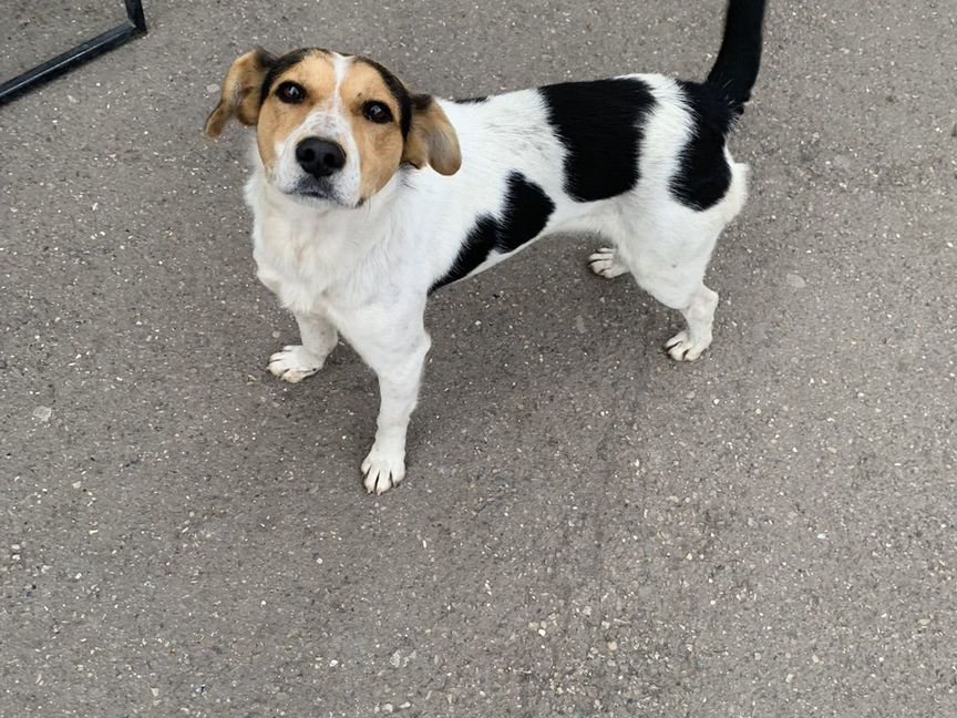 Собака в добрые руки