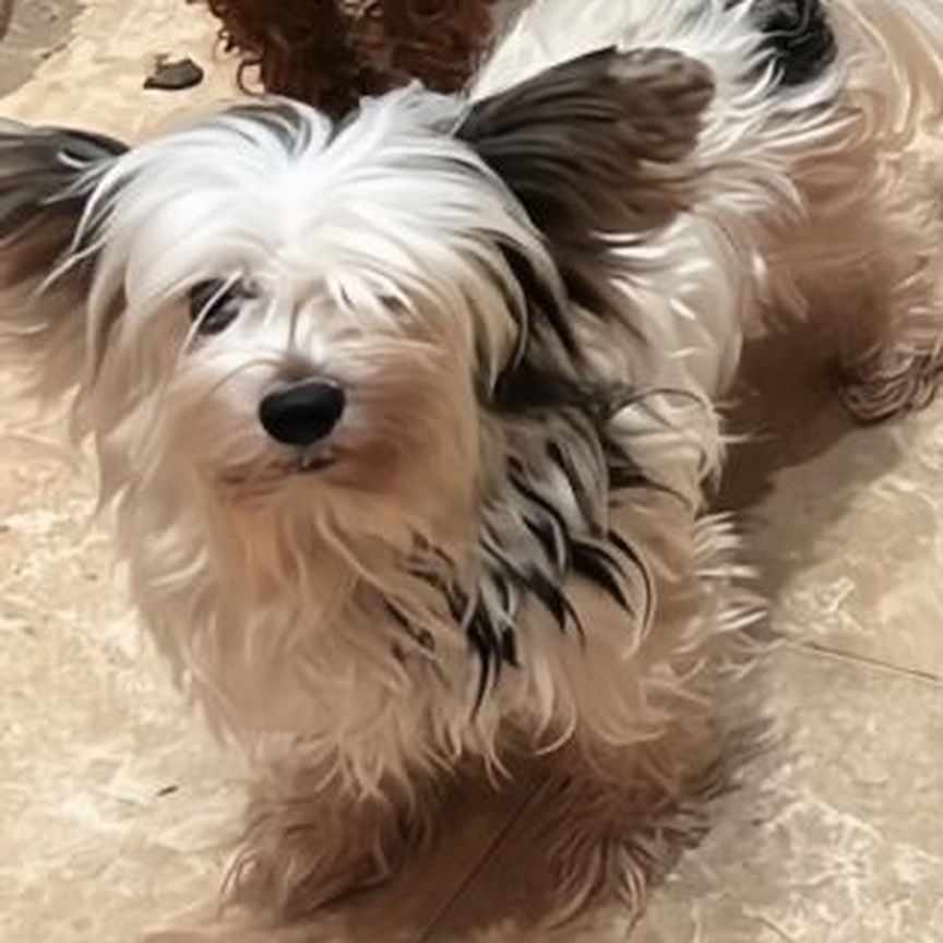 Бивер-йоркширский терьер, взрослая собака