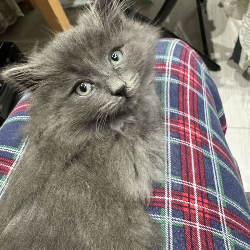 Котята в добрые руки (мальчик)