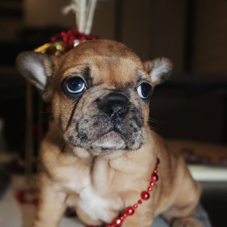 Французский бульдог щенки мальчик