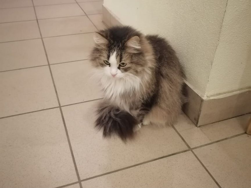 Кошка Муська в добрые руки