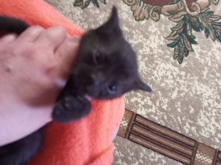 Очаровашки котята