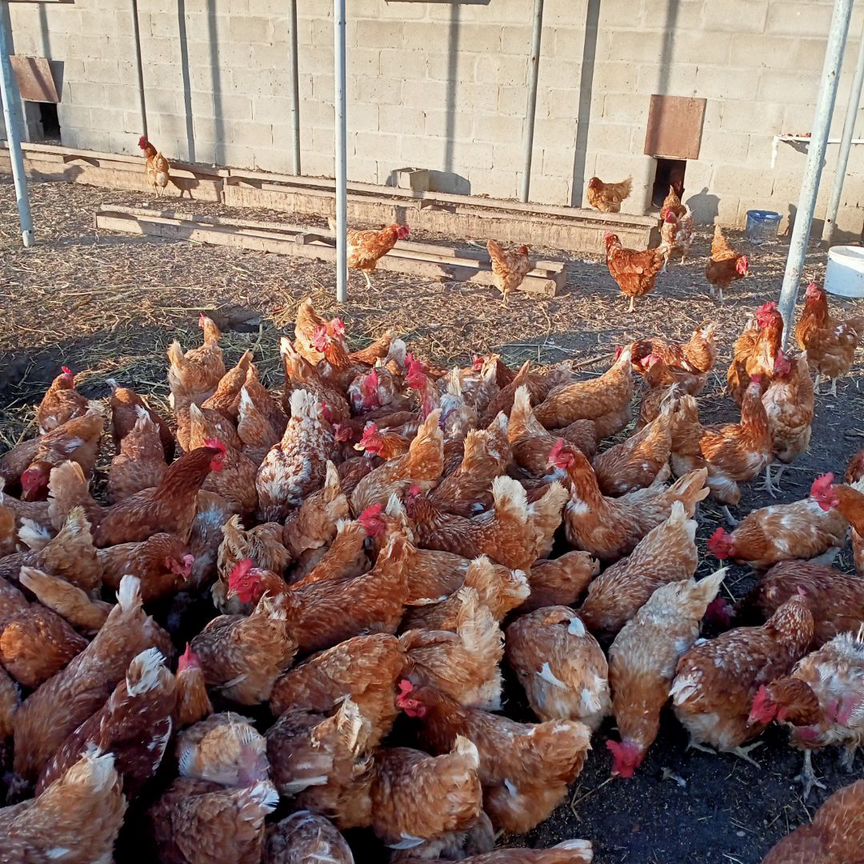 Куры несушки старка