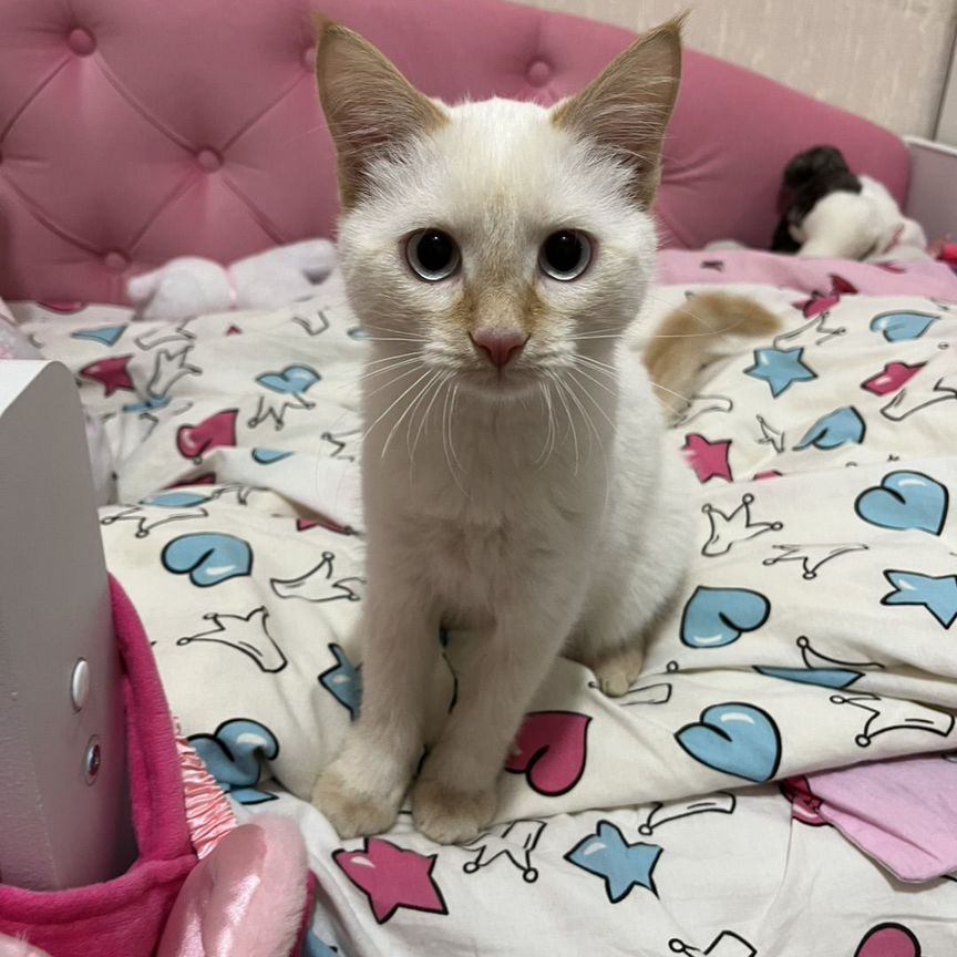 Котик Бусик