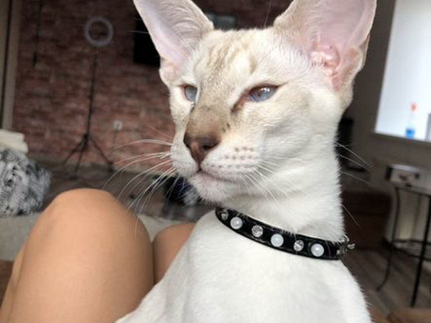 Кот на вязку