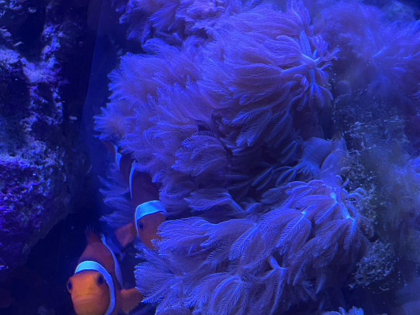 Коралл ксения пульсирующая и декорация