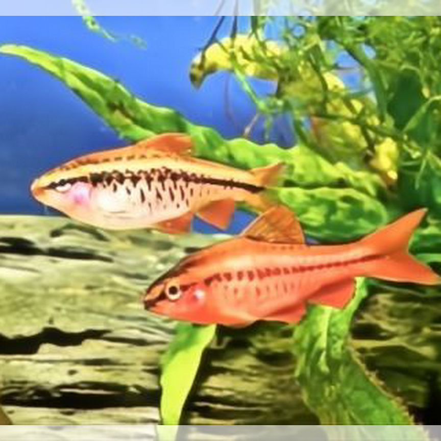 Аквариумные рыбки