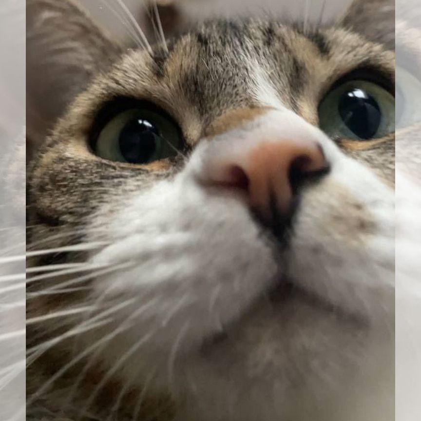 Кошка