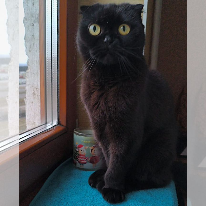 Шотландская вислоухая короткошёрстная, взрослая кошка