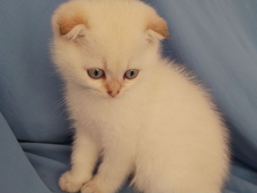 Кошки породистые