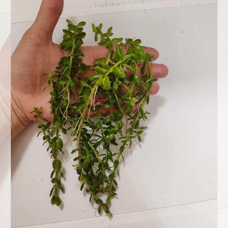 Аквариумное растение Бакопа Монье