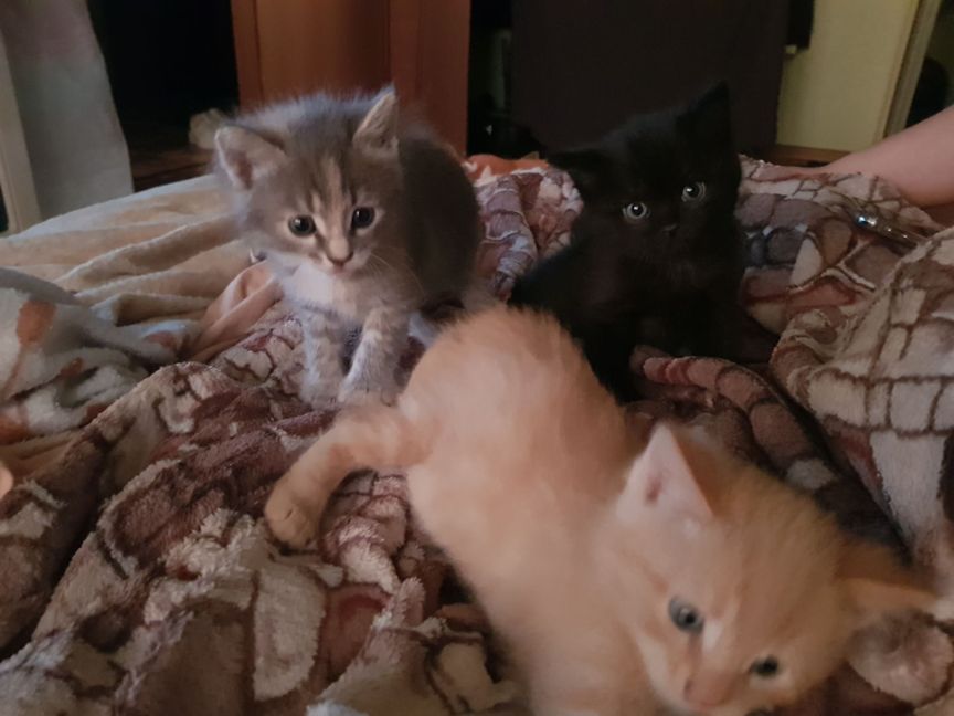 Котята сказка