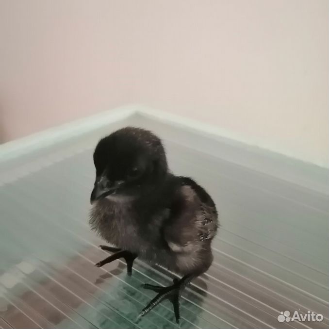 Цыплята Ухей илюй