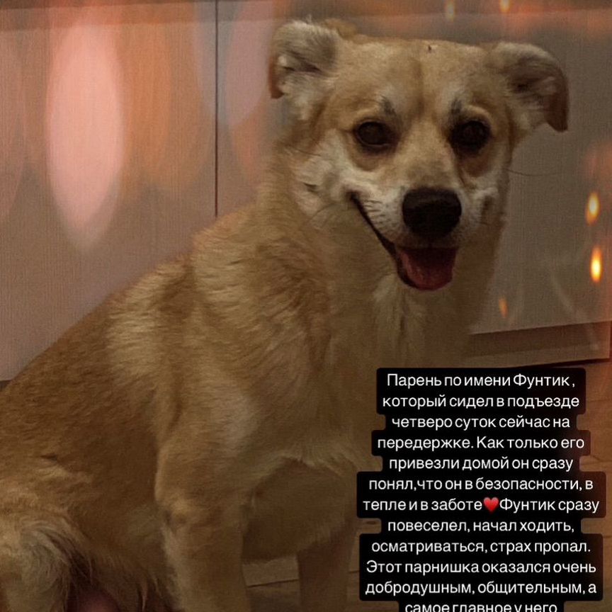 Ищем семью