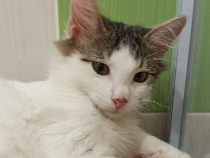 Котенок компаньон во всём в дар
